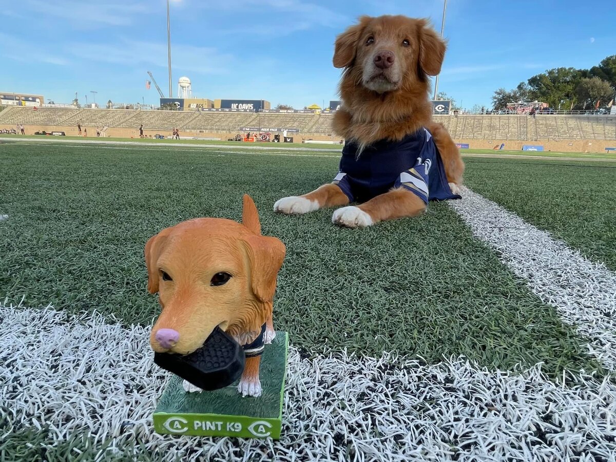 Pint The Wonder Dog set to retire - littlerivertollers.com Nova Scotia ...